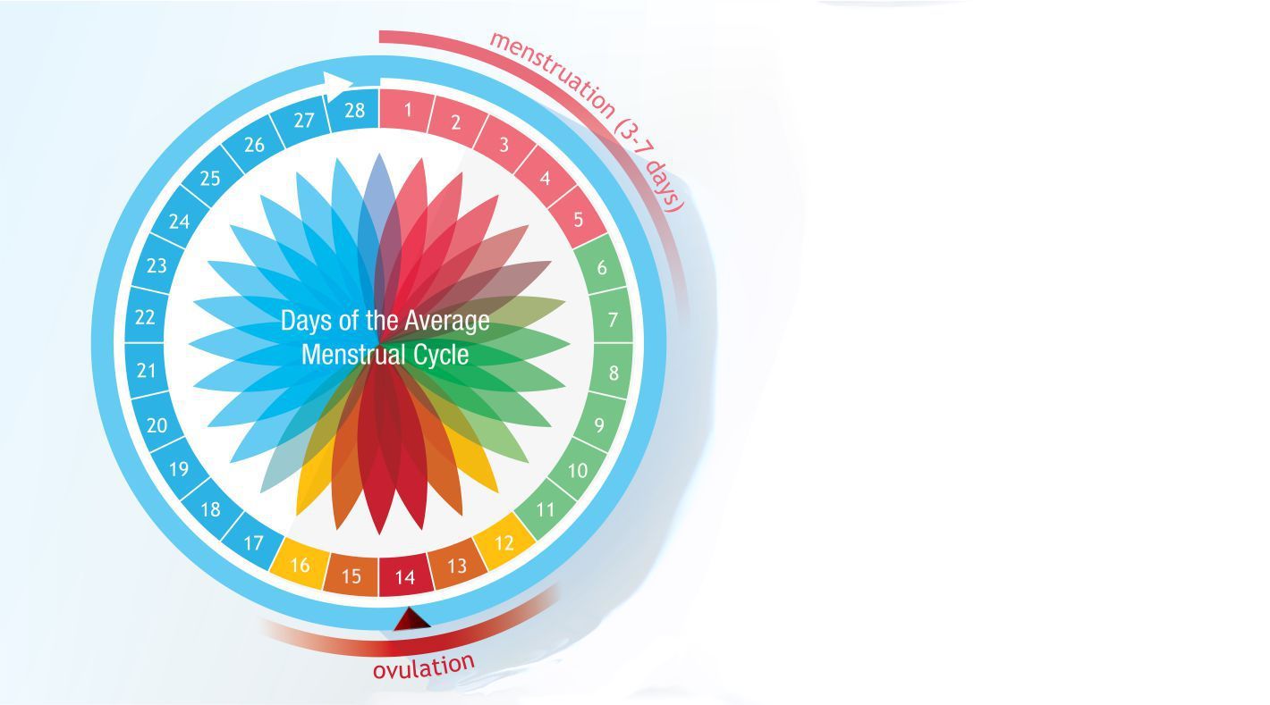 4 Phases of a Menstrual Cycle | Balance Natural Health Clinic